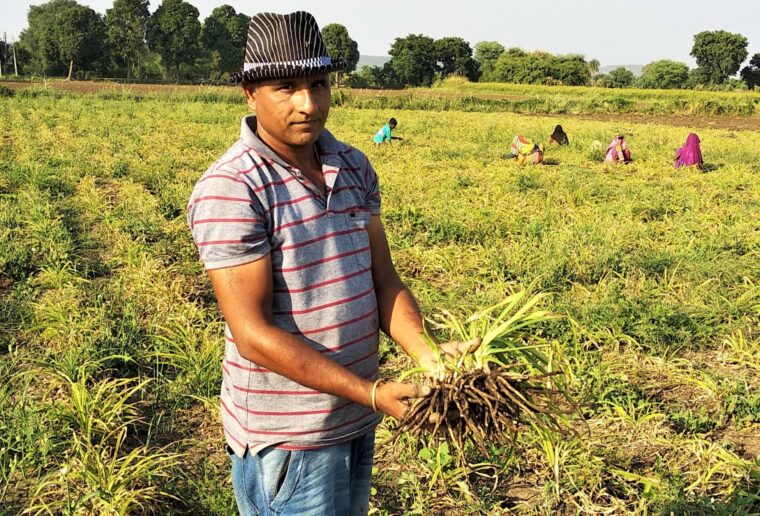 About - Kaliya Musli Farm